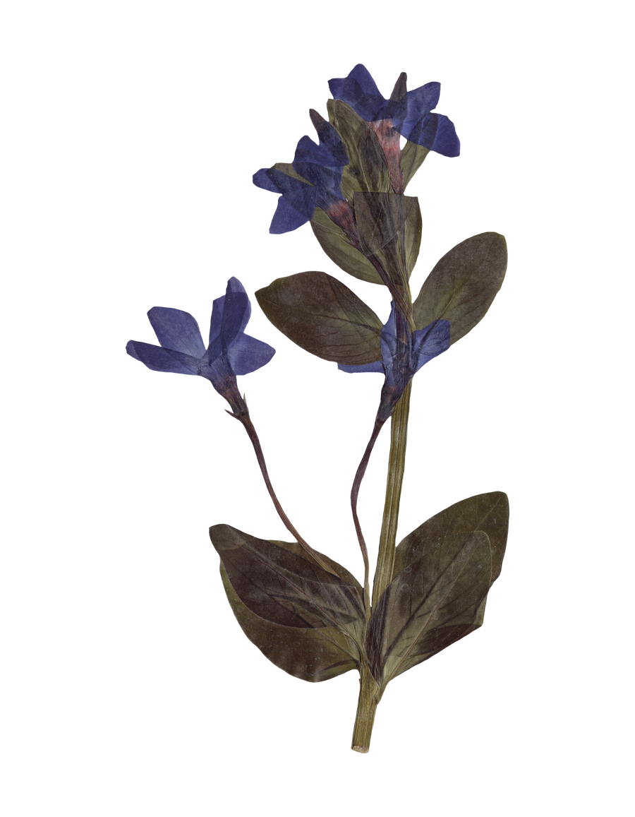 Artemis Tea & Botanical | Hand-Blended Organic Teas from Small Farms