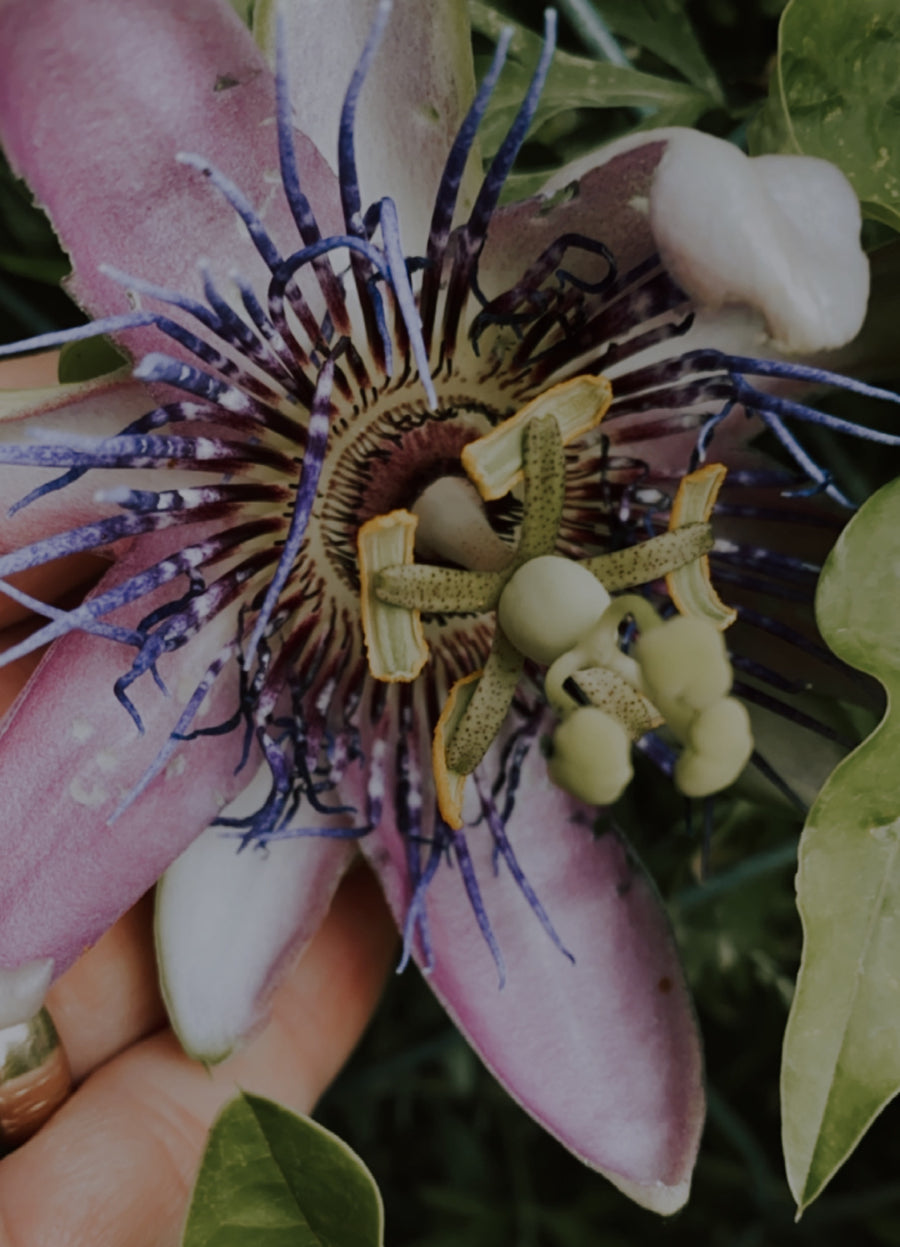 Artemis Tea & Botanical | Hand-Blended Organic Teas from Small Farms