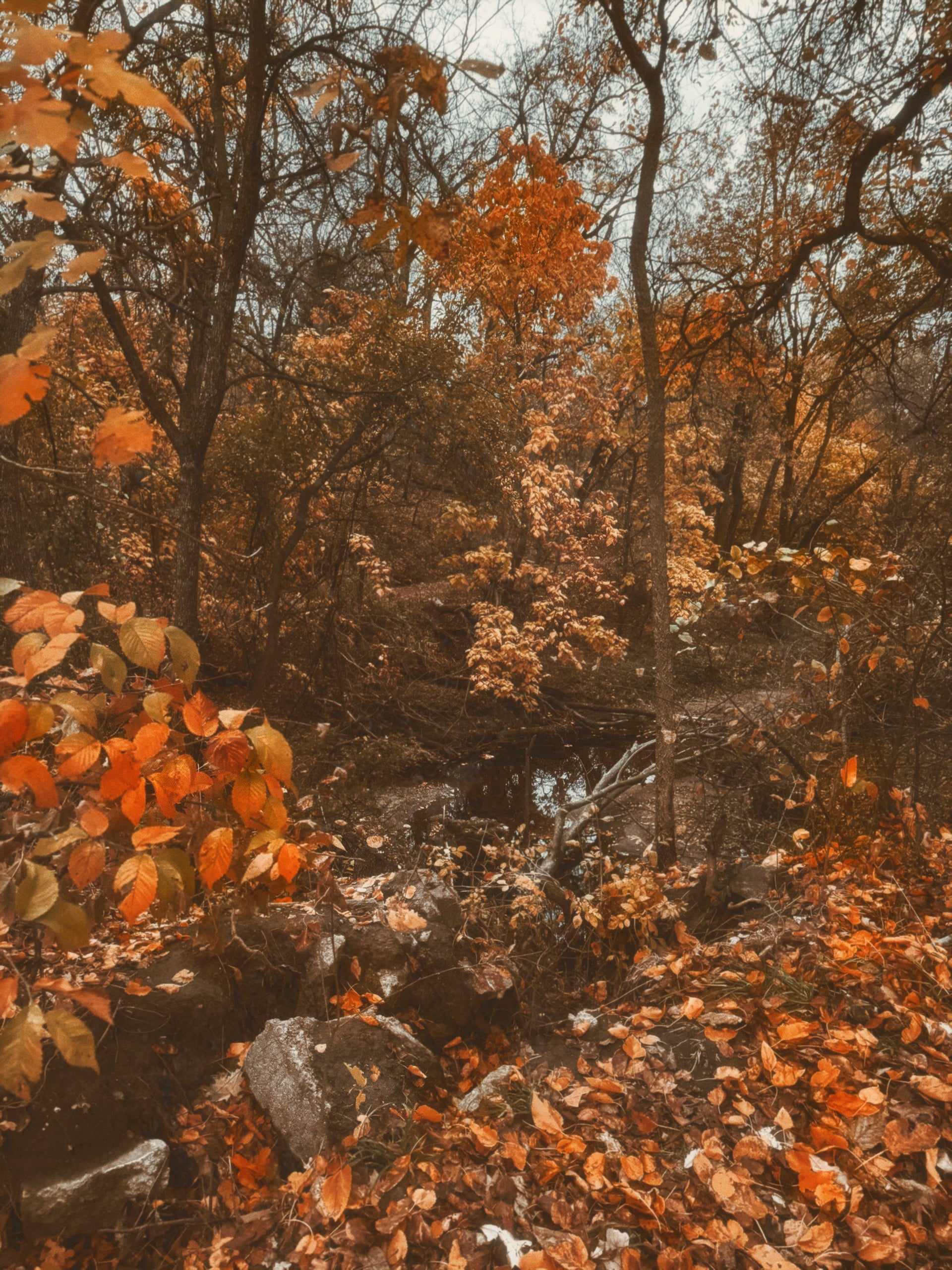 Artemis Tea & Botanical | Hand-Blended Organic Teas from Small Farms